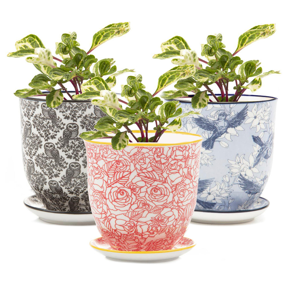 Liberte Porcelain Pot And Saucer Kits – Chive US Wholesale