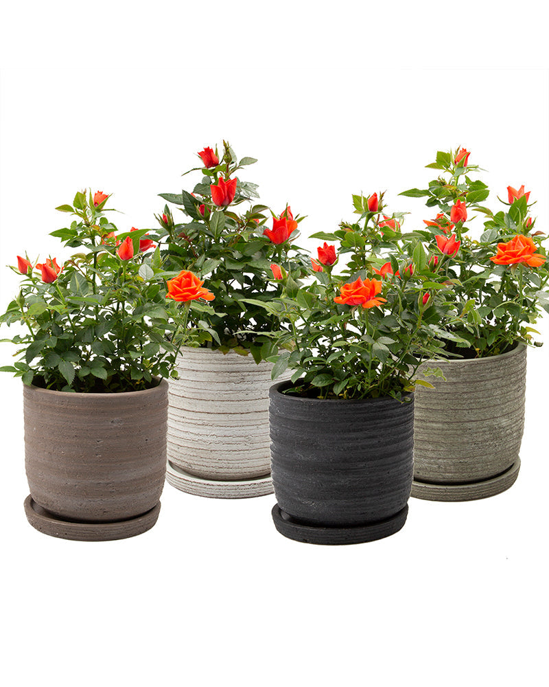 Paul Pot And Saucer 48pc Kit - Small – Chive US Wholesale