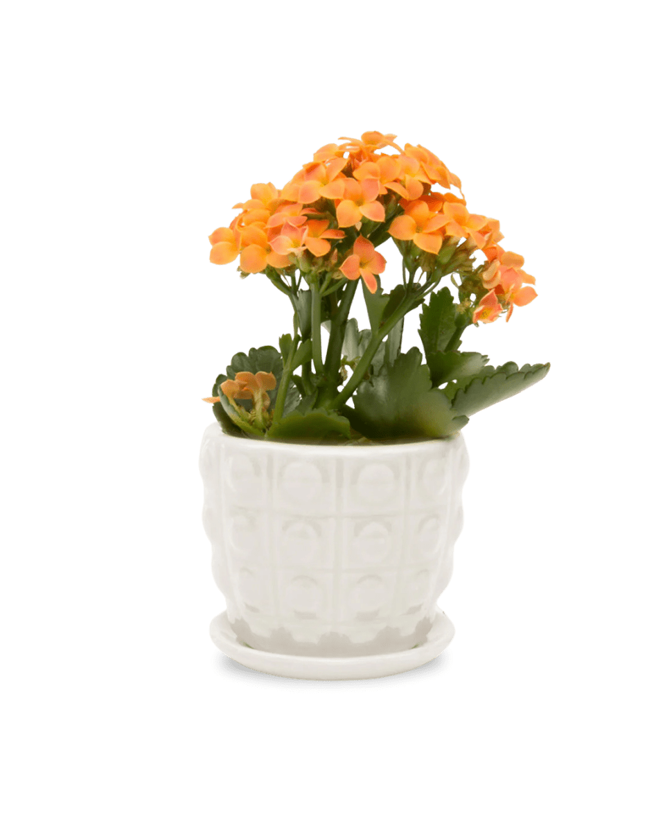 Convex Ceramic Pot With Drainage Hole And Saucer Kit – Chive US Wholesale