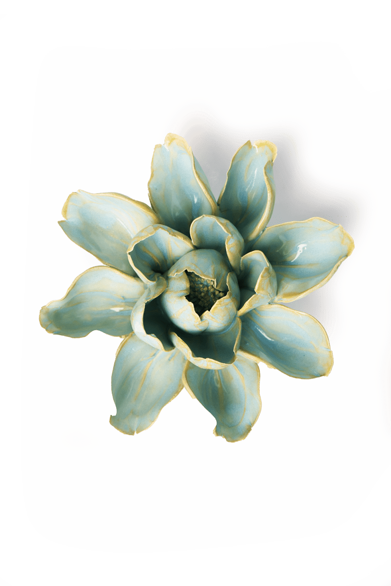 #EG24 Robin's Egg Blue Aurora Water Lily – Chive US Wholesale