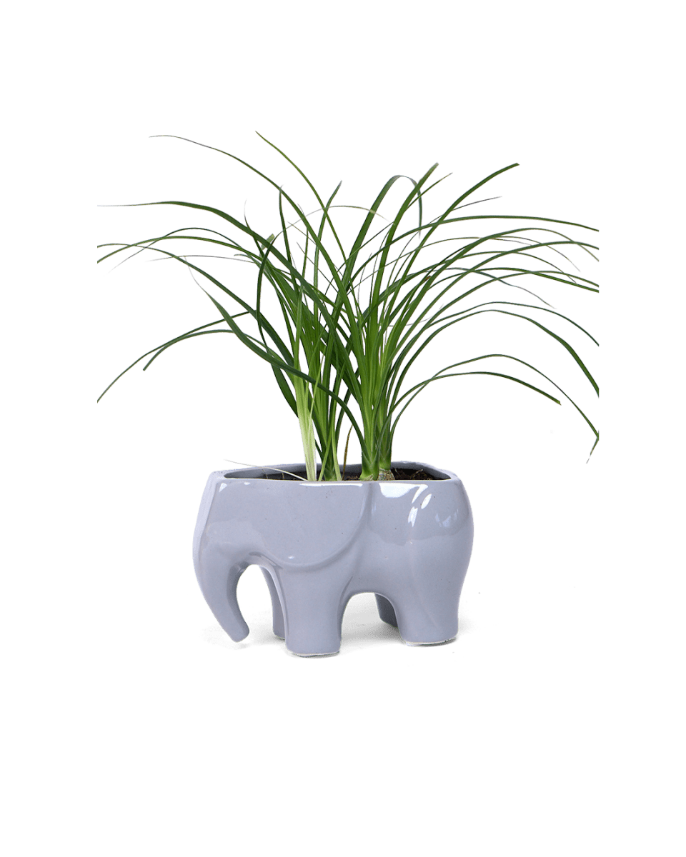 Elephant Ceramic Indoor Plant Pot Kit – Chive US Wholesale