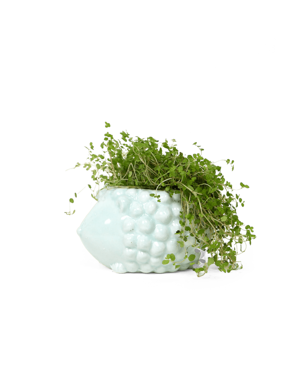 Hedgehog Ceramic Indoor Plant Pot Kit – Chive US Wholesale