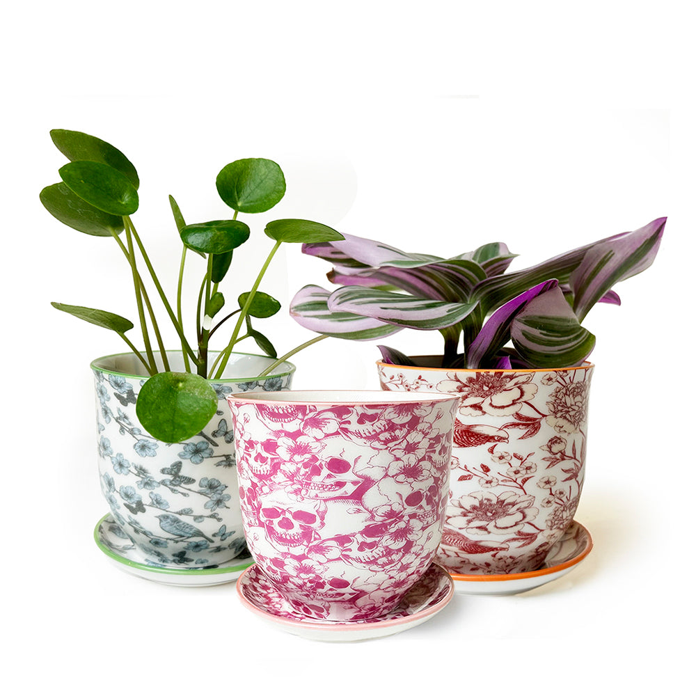 Liberte 5 Porcelain Pot And Saucer Kit With Drainage – Chive Wholesale