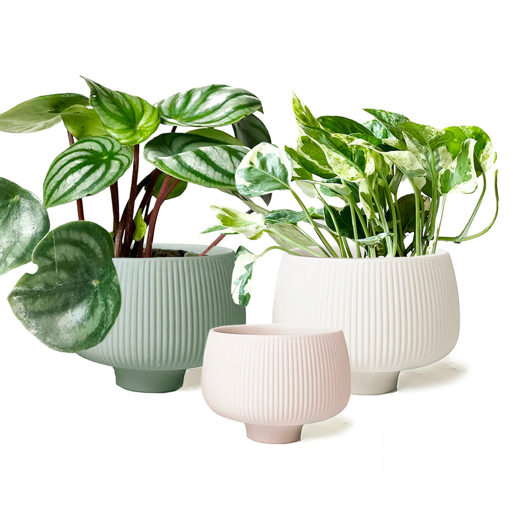 Lilo Planter Pot 24pc Kit - Large – Chive Wholesale