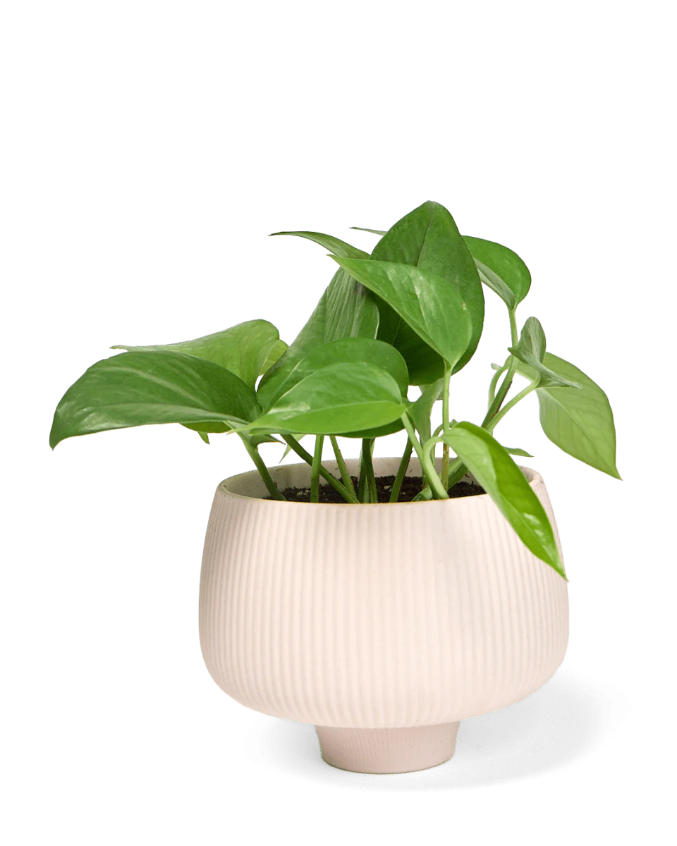 Lilo Planter Pot 24pc Kit - Medium – Chive US Wholesale