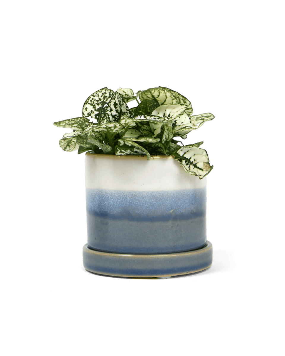 Minute Ceramic Pot And Saucer Set With Drainage – Chive US Wholesale