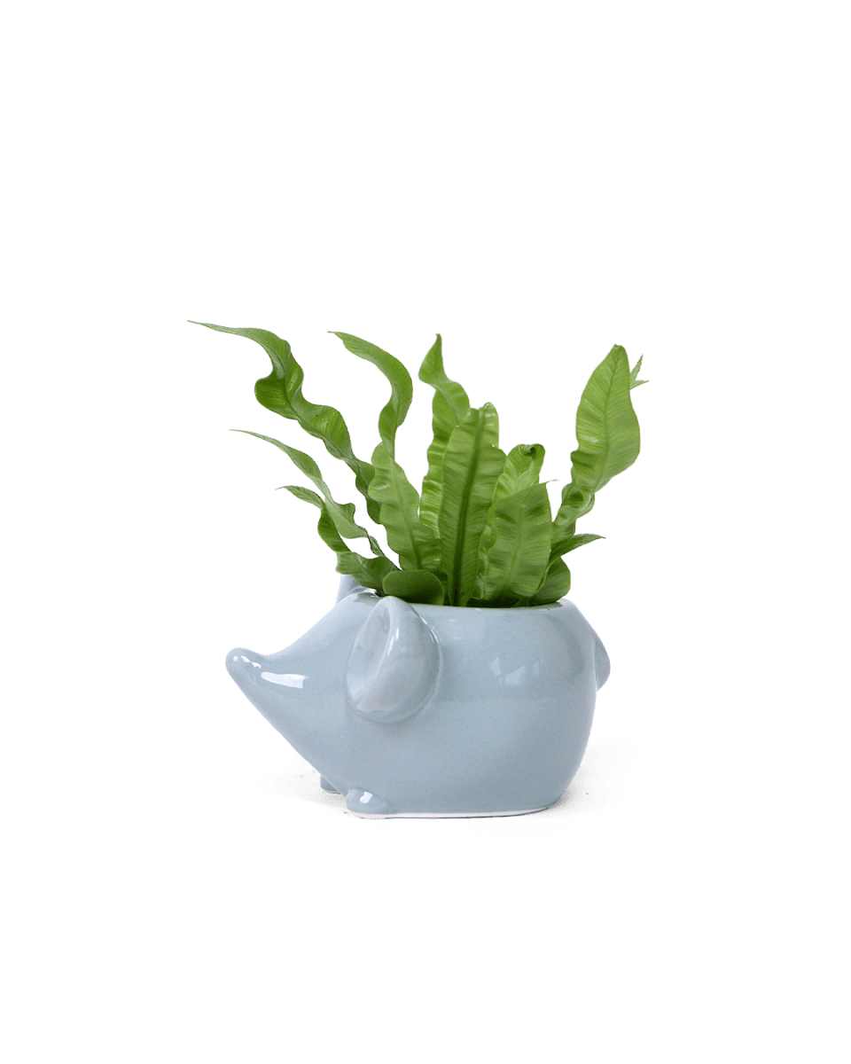 Mouse Ceramic Indoor Plant Pot Kit – Chive US Wholesale