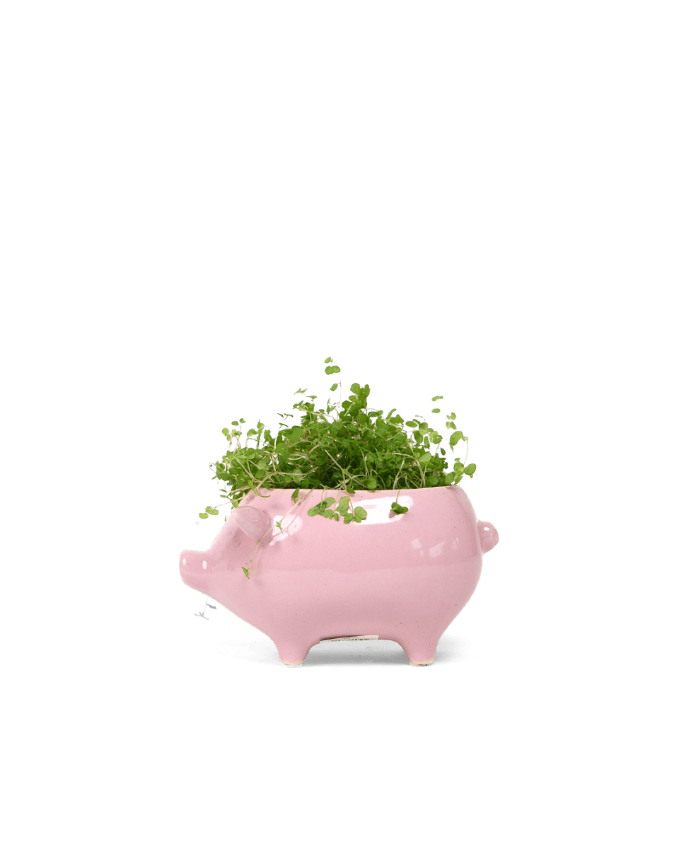 Pig Ceramic Indoor Plant Pot Kit – Chive US Wholesale