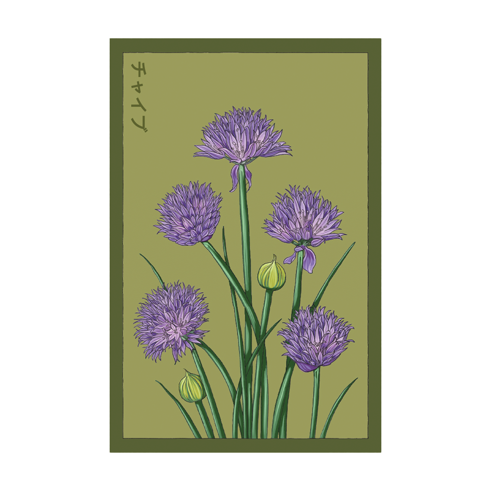 Chives Herb Seeds Packet – Chive US Wholesale
