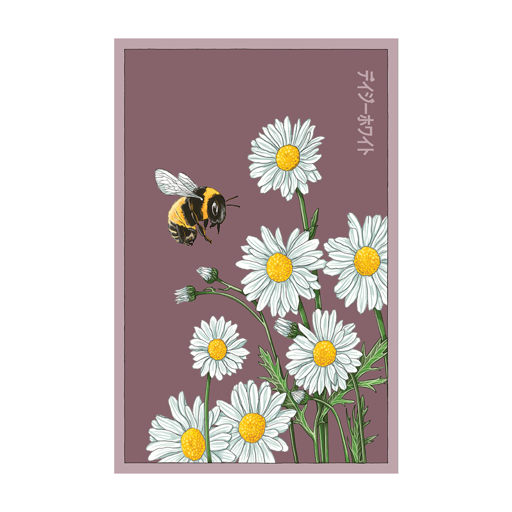 Daisy White Flower Seeds Packet – Chive US Wholesale