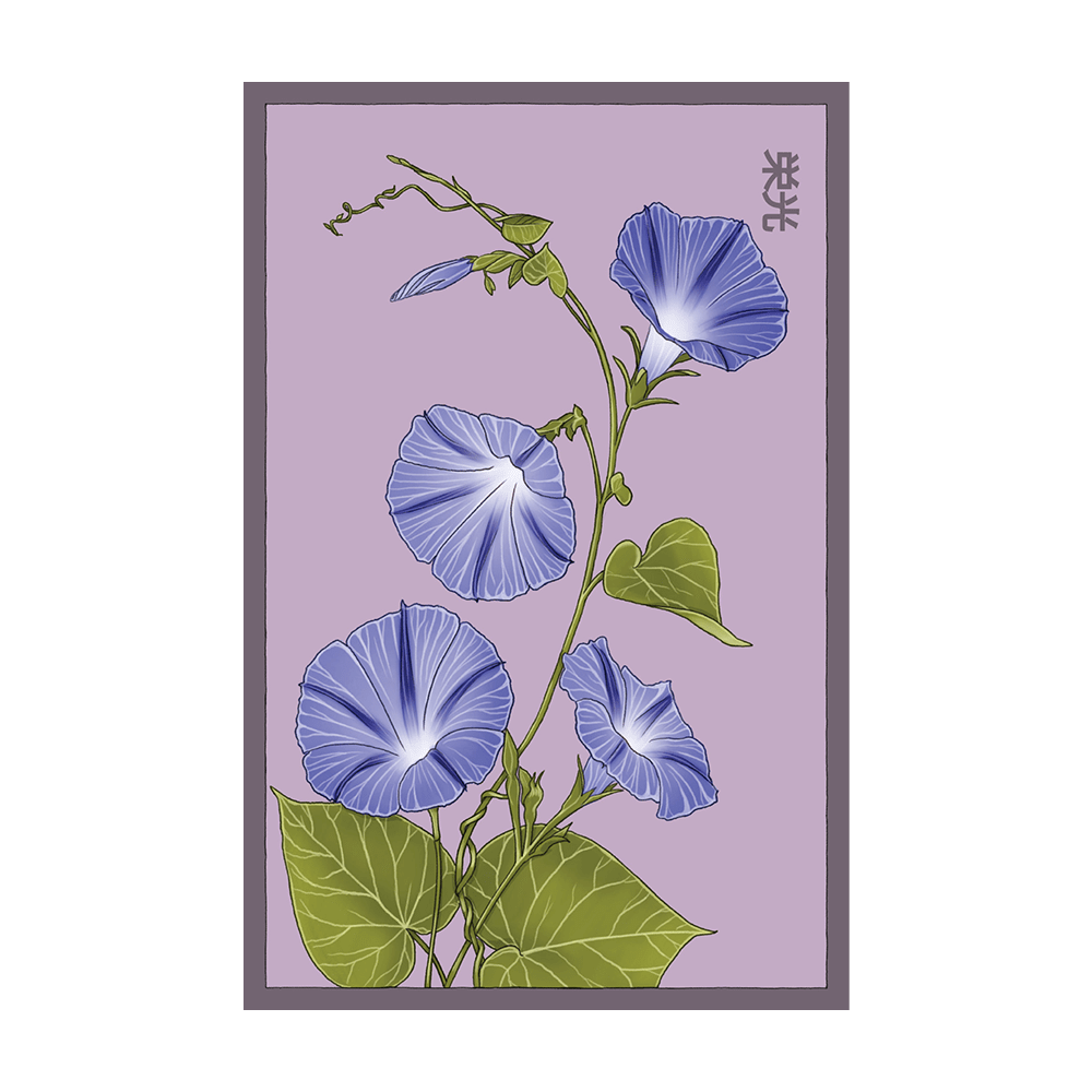 Morning Glory Flower Seeds Packet – Chive US Wholesale