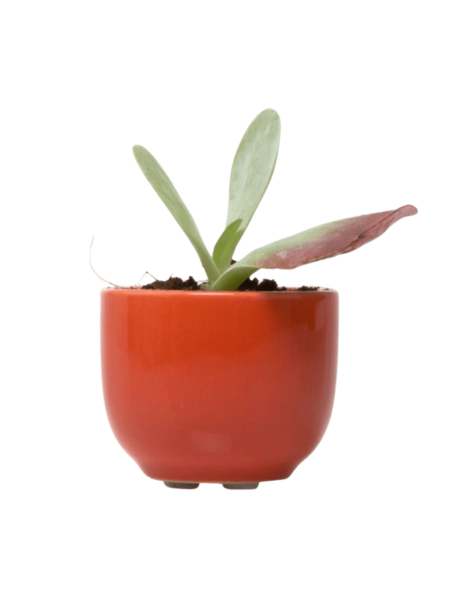 Succulent Cup Ceramic Planter Kit – Chive US Wholesale