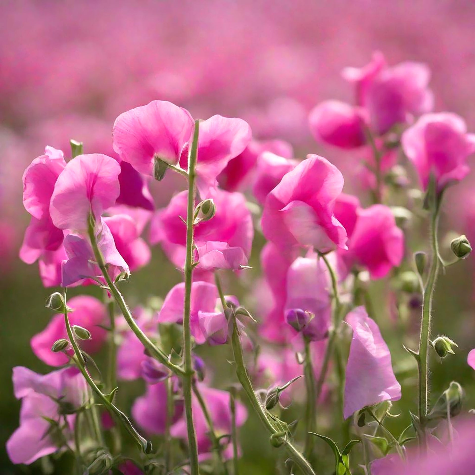 Sweet Pea Flower Seeds Packet – Chive US Wholesale