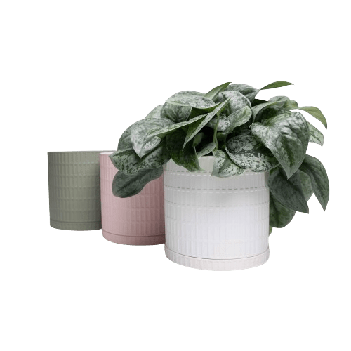 Virago Porcelain Pot With Drainage Hole And Saucer Sets – Chive US ...