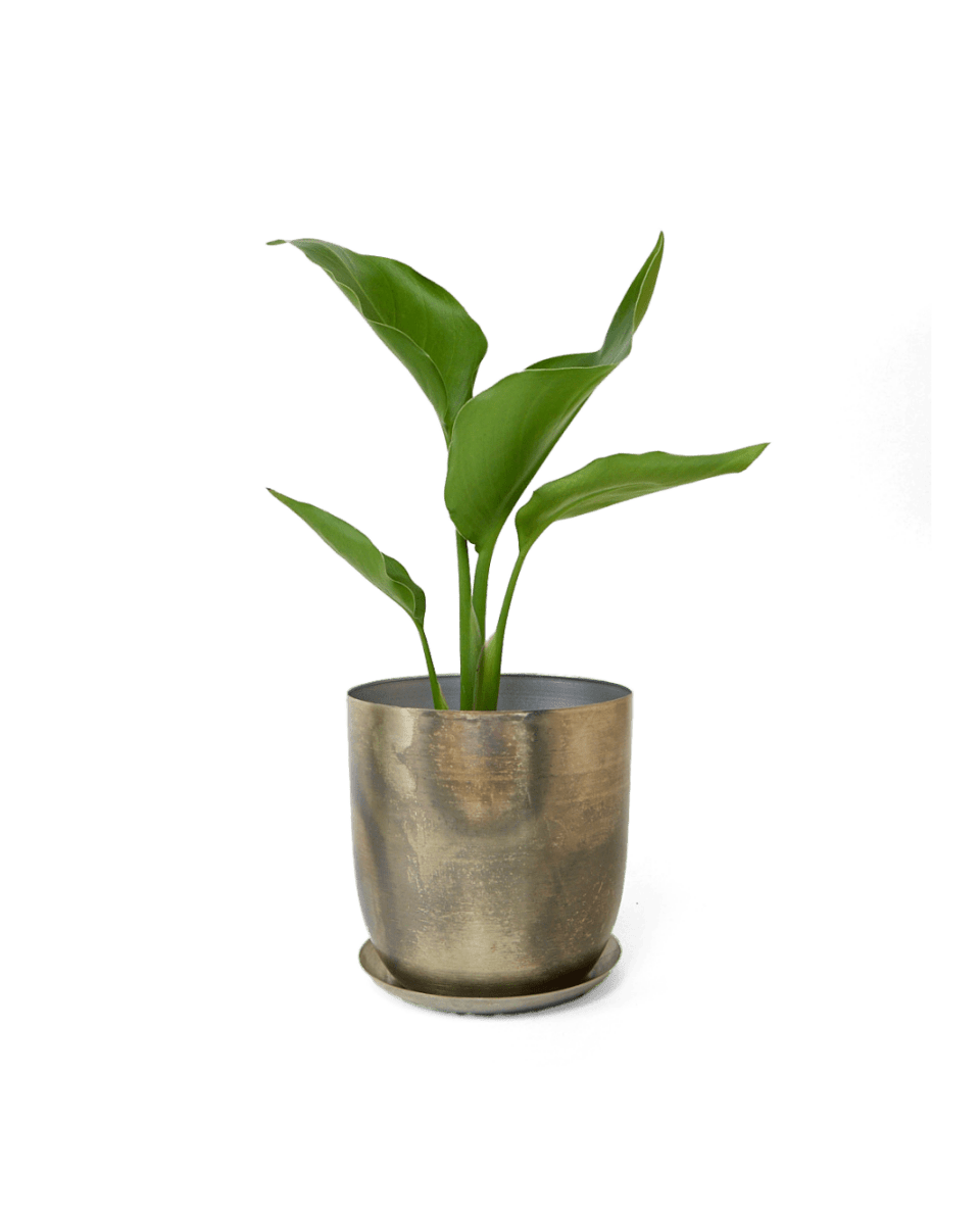 Joe Metal Pot With Drainage Hole – Chive US Wholesale