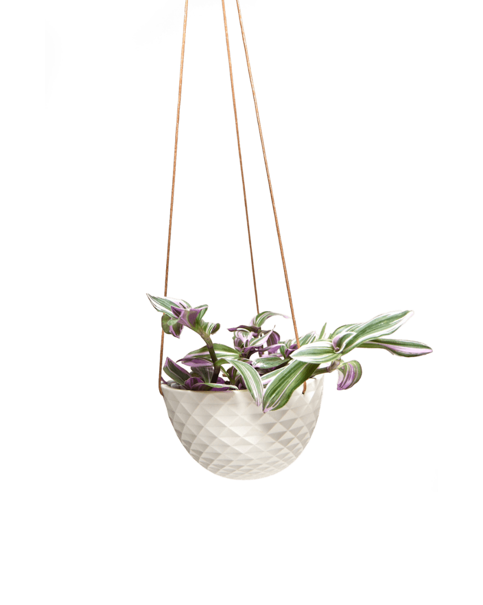 Mini Mofo Porcelain Modern Hanging Planter – Chive US Wholesale