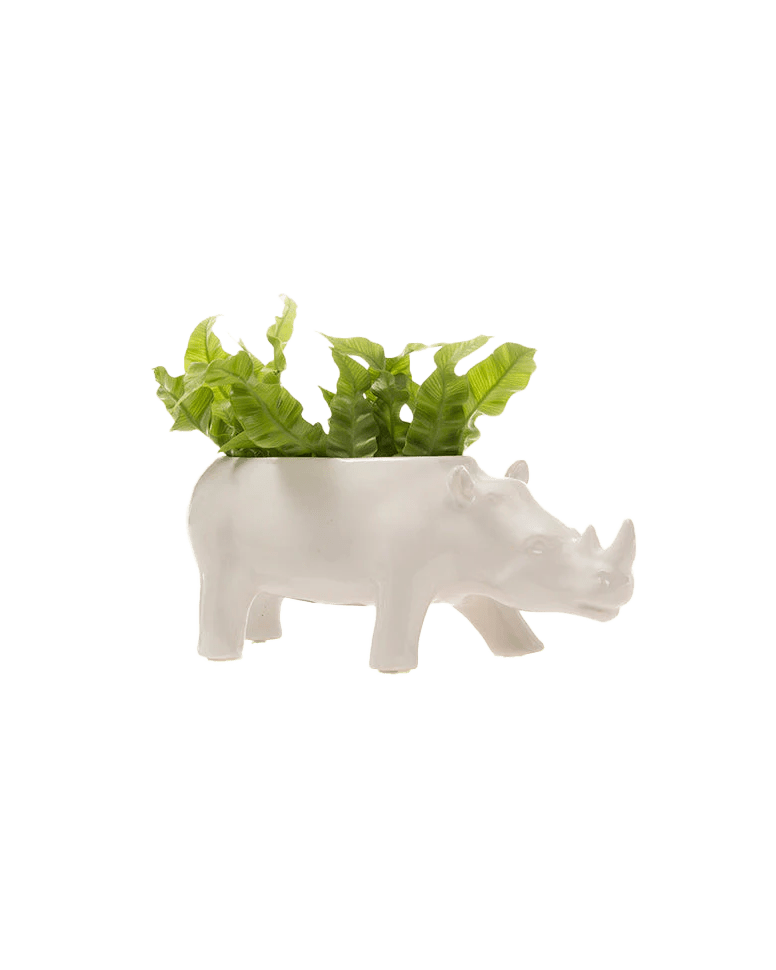 Rhino Ceramic Indoor Plant Pot For Succulents – Chive US Wholesale